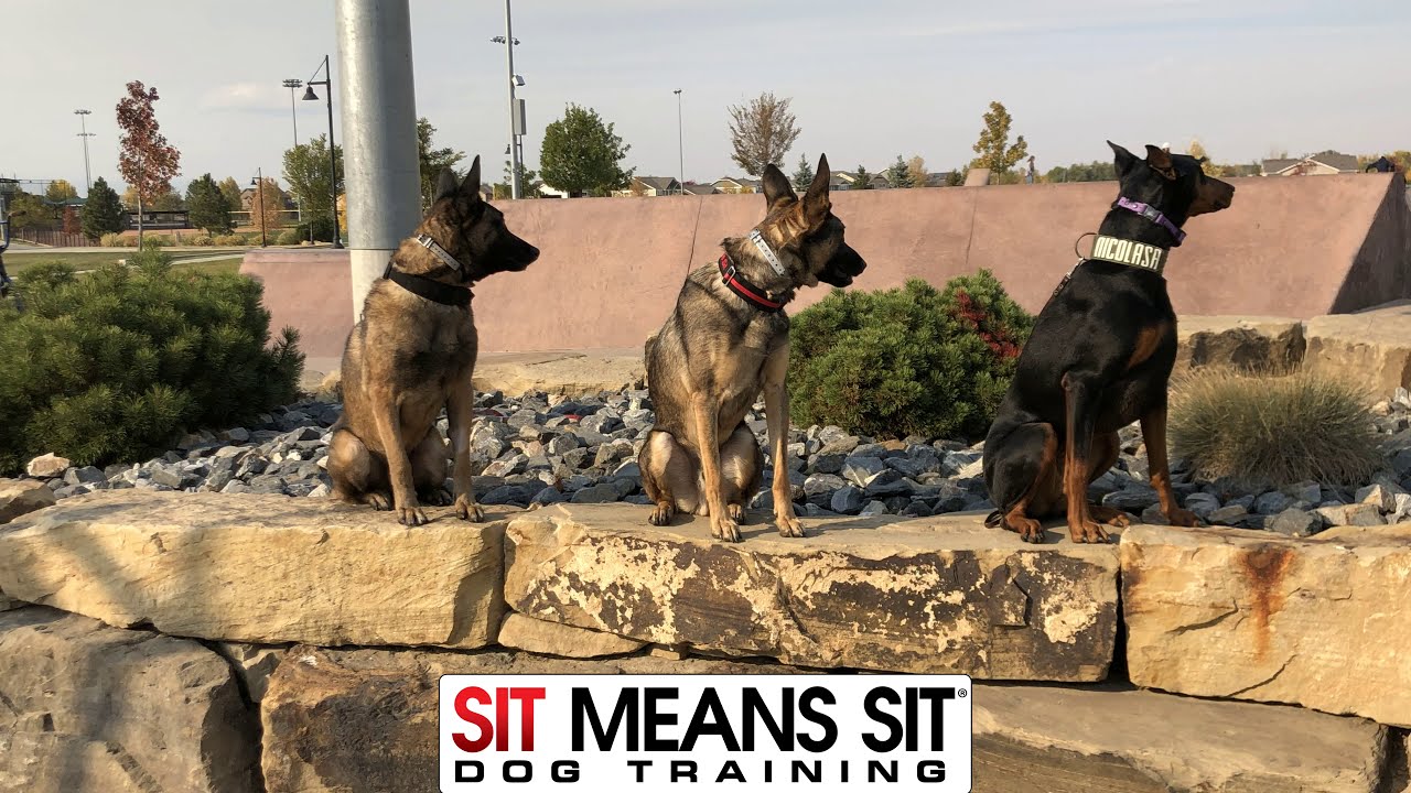 SMS Dog Training Erie outing - YouTube