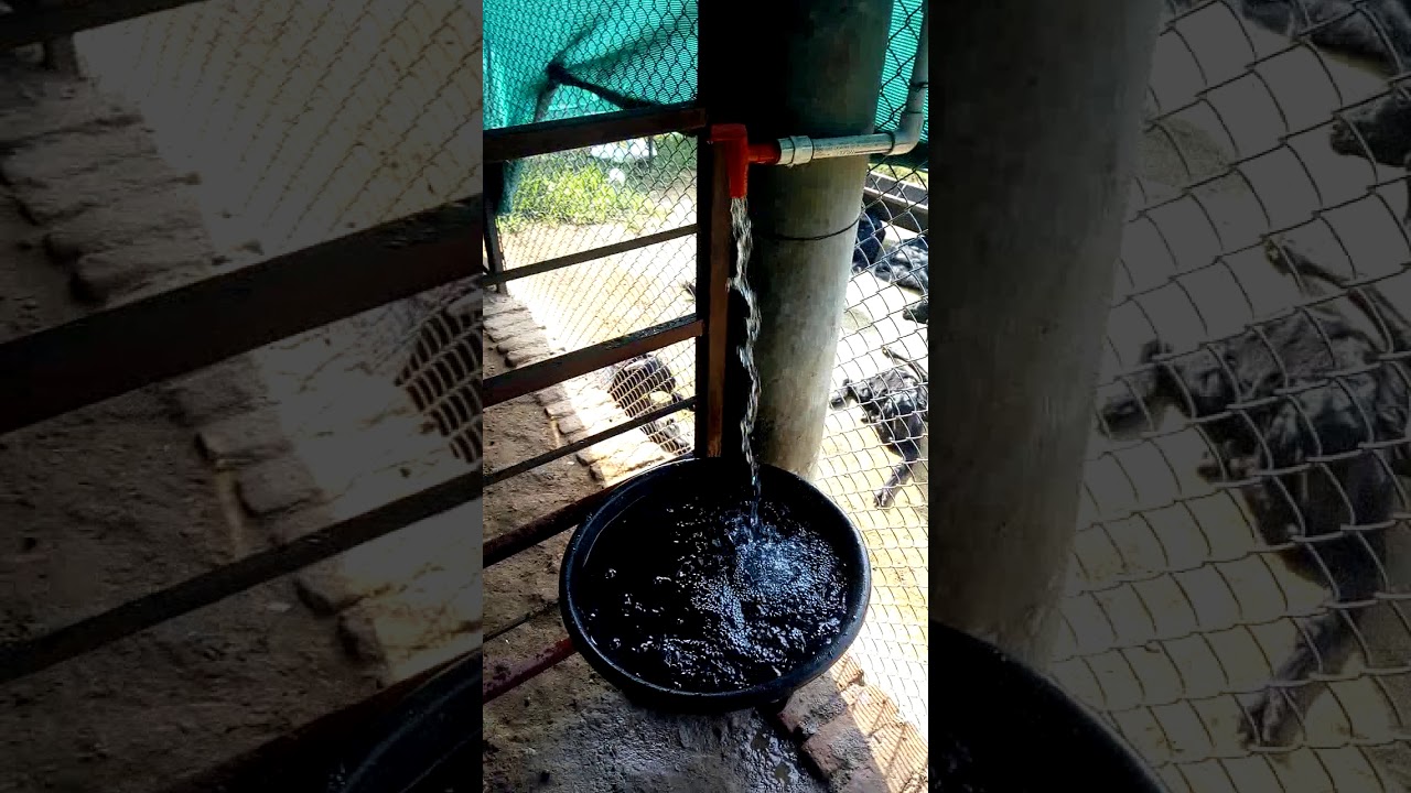 Clean water of goats - YouTube