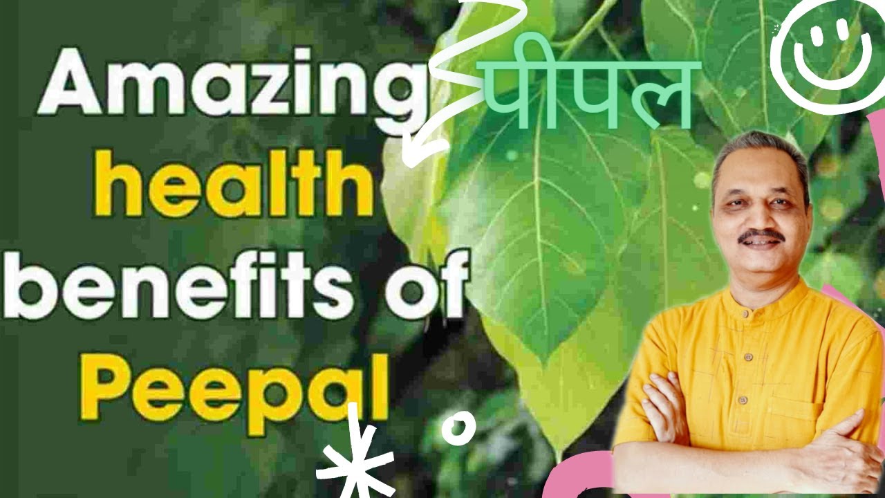 peepal tree benefits I peepal is highly medicinal I peepal ayurveda I ...