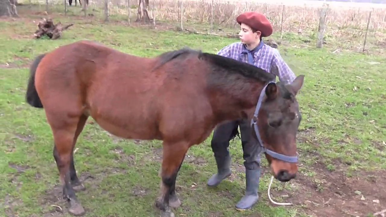 ( VENDIDO) PETISO DE 1,28 $38.000 WWW.LOSBAGUALES.COM.AR - YouTube