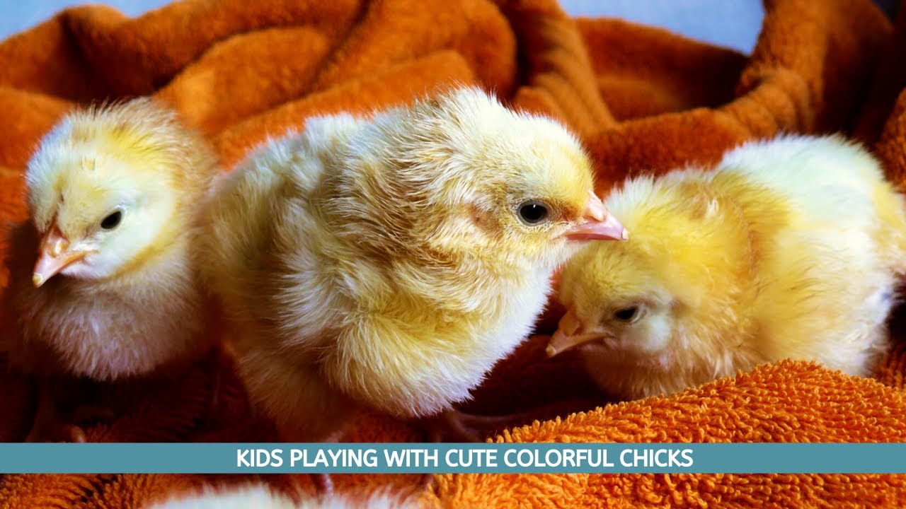Kids playing with Cute Colorful Chicks | Chicks Funny Video - YouTube