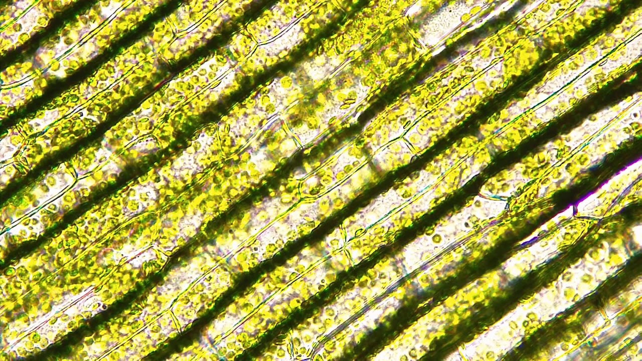 Hydrilla Verticillata Cell