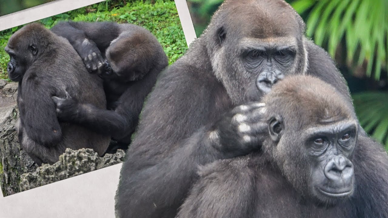 S2E024｜Welcome to the world's best grooming salon run by Momoka ...