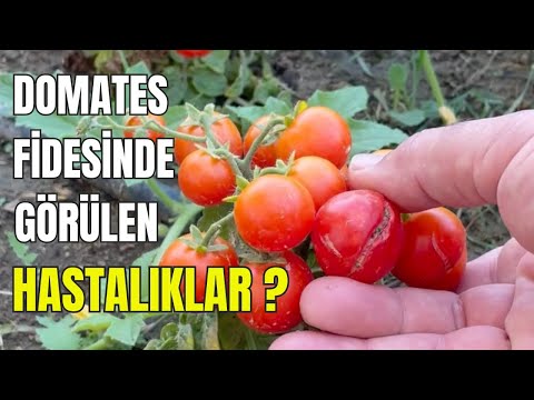 Domates Fidesinde Görülen Yaygın Hastalıklar Ve Çözümleri Nelerdir ? #domates