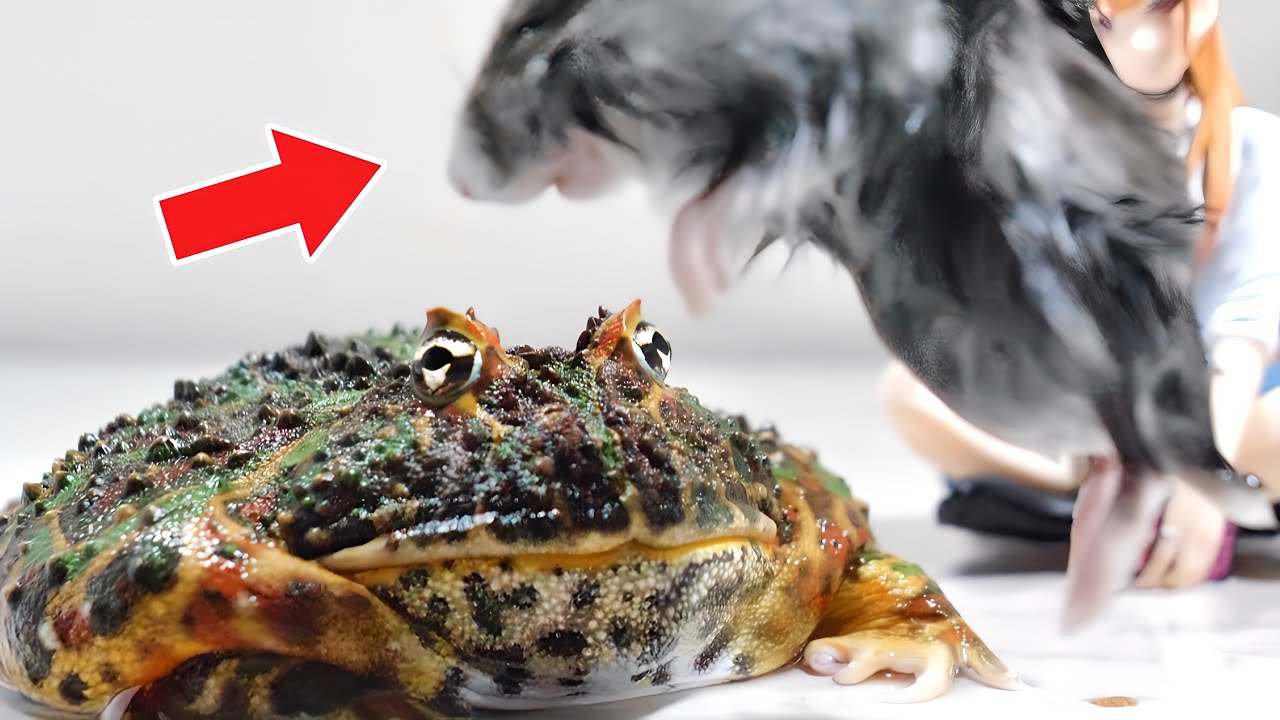 Will Pacman frogs eat non-living hamsters? - YouTube