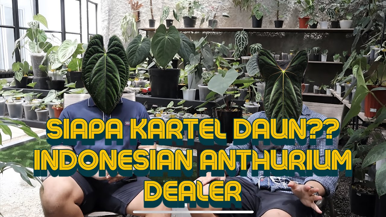 KARTEL DAUN: INDONESIAN ANTHURIUM DEALER - EP 99 - YouTube