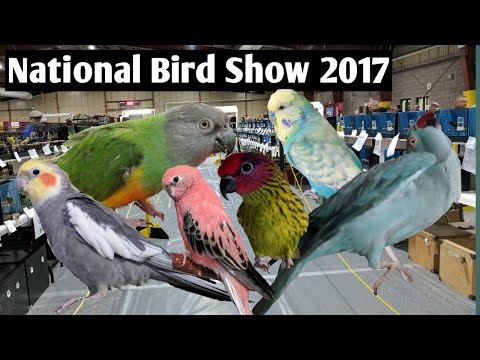 Canadian National Bird Show 2017 | Hookbills and Judging - YouTube