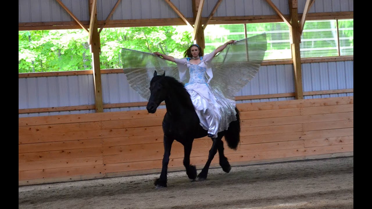 Riding Friesian Dressage Horse - Bridleless with Wings - Begin the ...