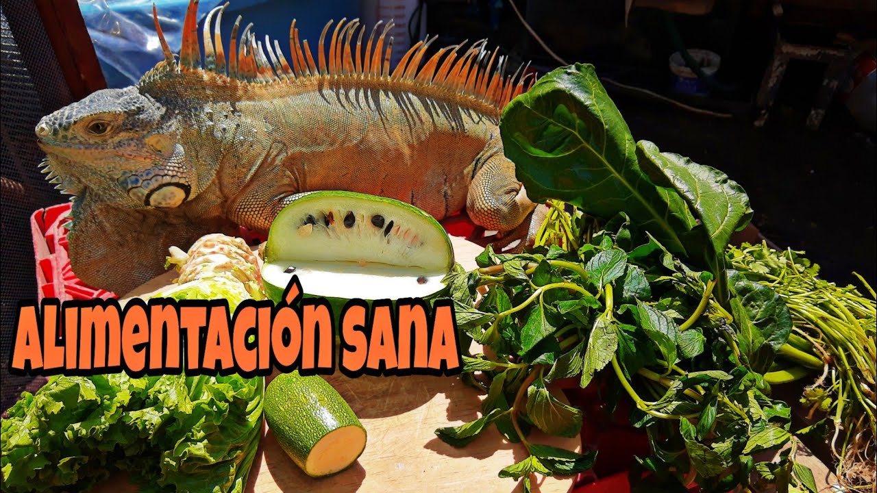 Que comen las Iguanas - YouTube