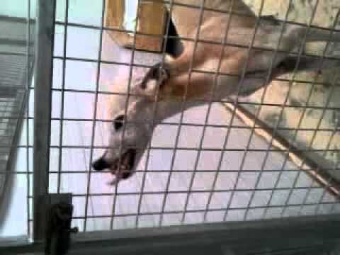 Laughing Alice at Tia Greyhound Rescue - YouTube