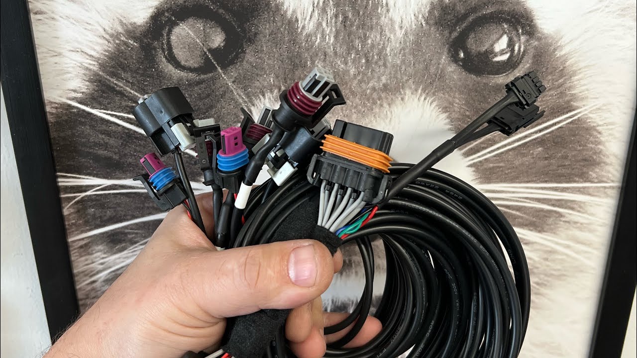 Holley pnp can io module harness - YouTube
