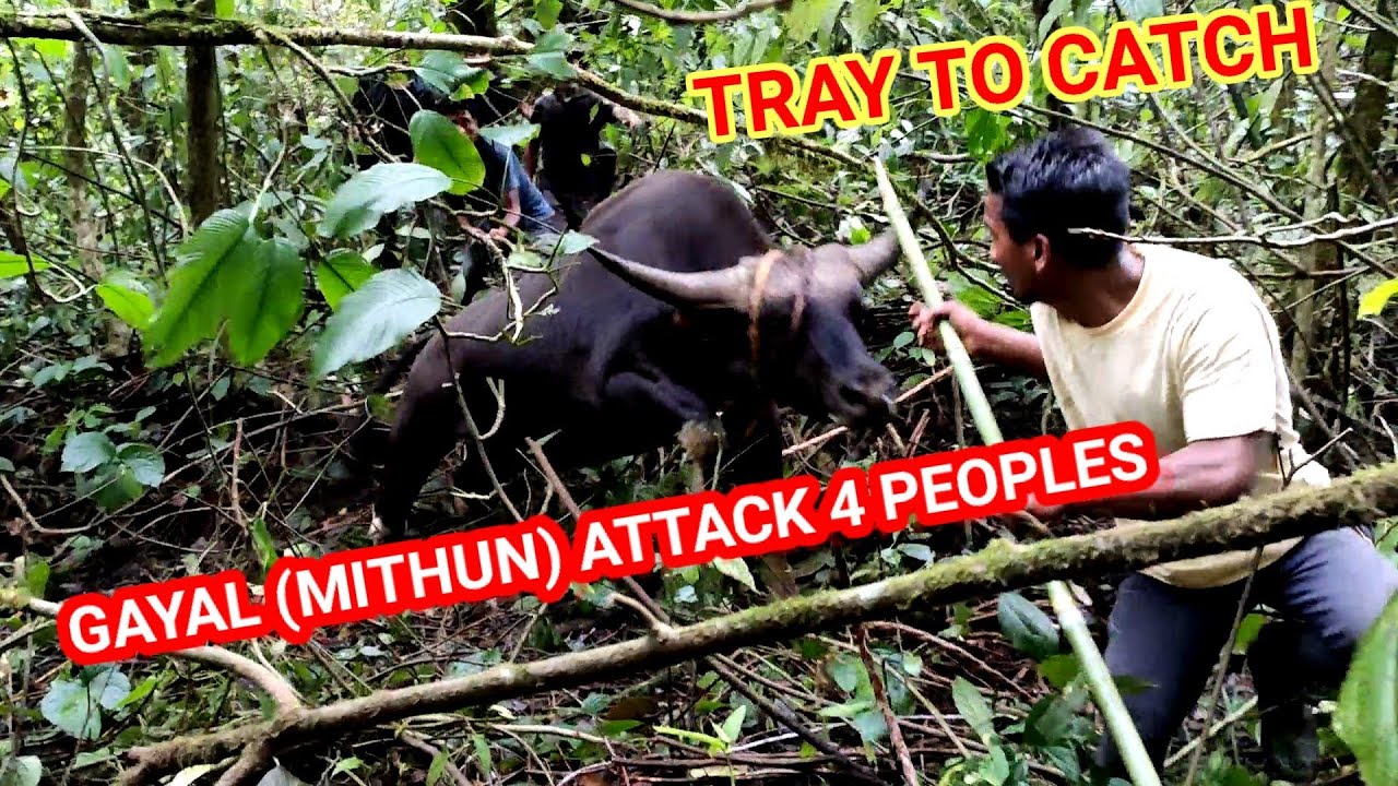 gayal (mithun) attack people||state animal of arunachal pradesh ...