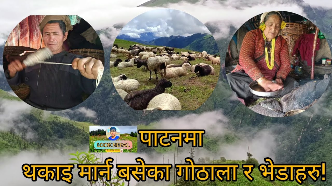 Treditional village lifestyle||sheep farming in Village of karnali ...