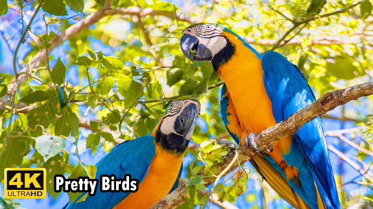 Beautiful Birds 4K With Ambient Music Enjoy The beauty - YouTube