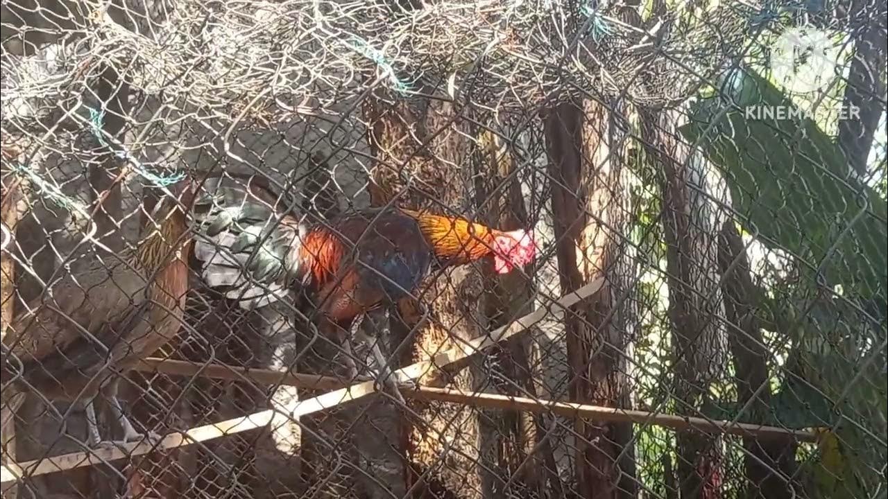 qaib dib poj f3 02054447366 - YouTube