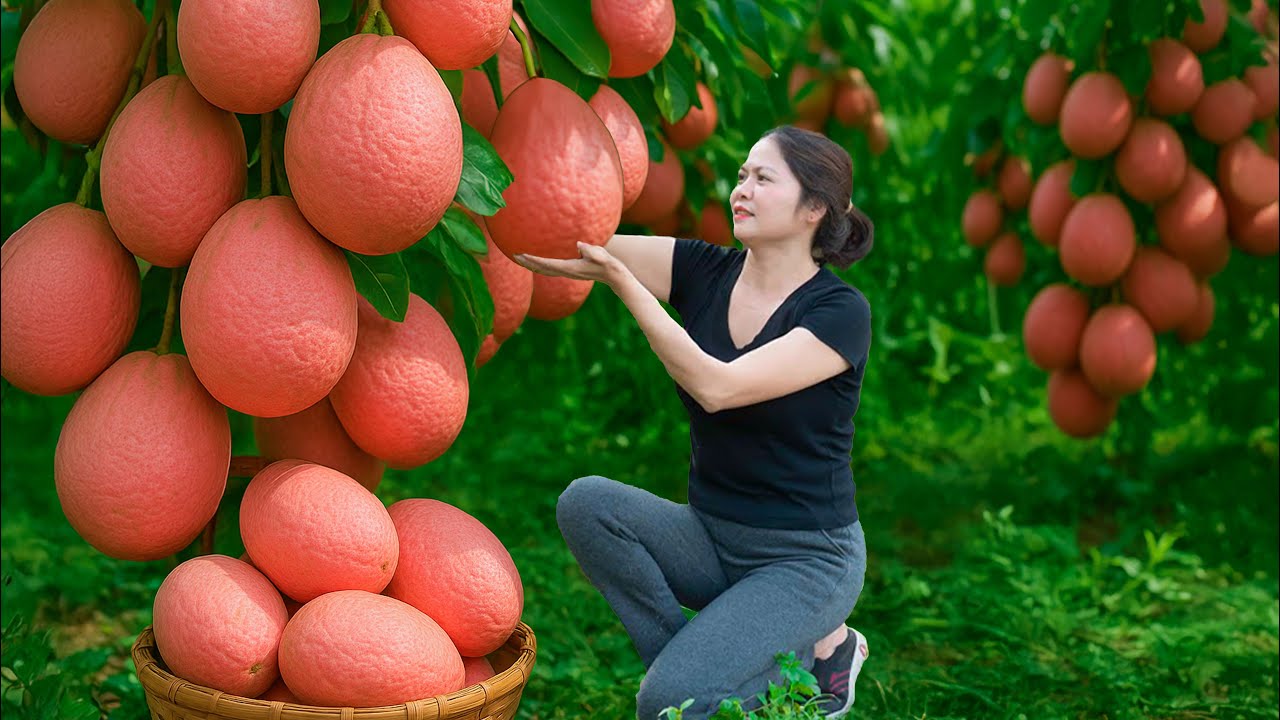 Harvesting Japanese Red Grapefruit to sell - YouTube
