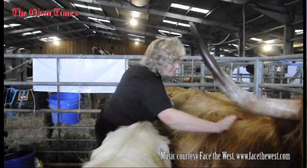 Autumn Highland Cattle Show - YouTube