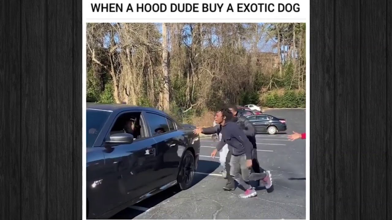 Funny hood and wood videos compilation (vol.95) | New 2021 compilation ...