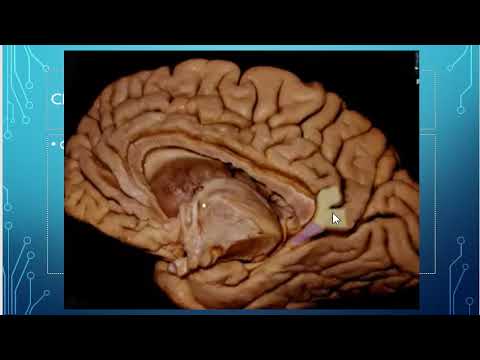 Lobo limbico e lobo da insula - YouTube