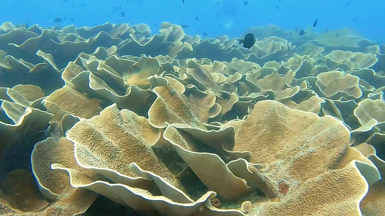 Explore Underneath Of Palawan El Nido Scuba Diving Part 20 - YouTube