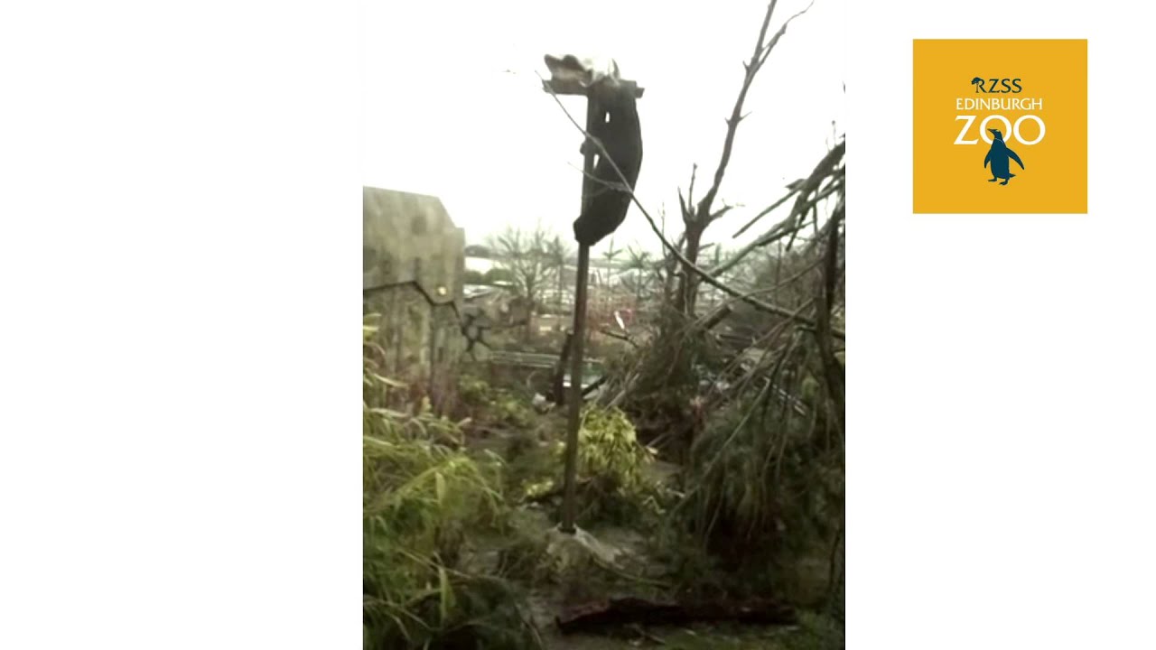 Sun Bear climbs the Wobble Tree at Edinburgh Zoo - YouTube