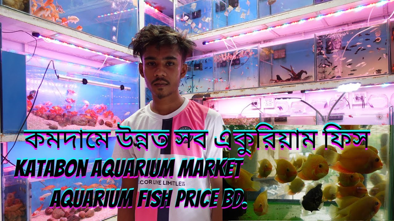 katabon aquarium fish market | একুরিয়াম মাছের দাম কাটাবন - YouTube