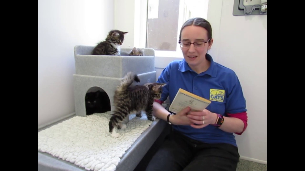 Cats Protection Bedtime Stories: PART 4 The Little Lighthouse Keeper ...