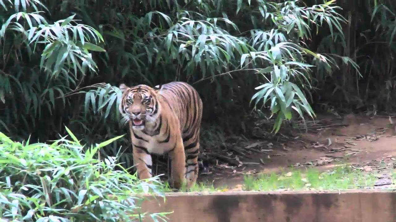 GRAPHIC VIDEO : TIGER ATTACK - YouTube