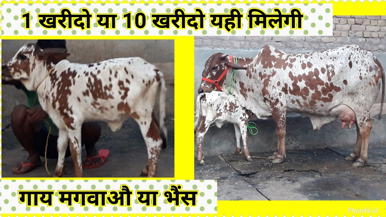 Rathi cow Super With female calf Satgru Dairy Farm #Forsell #Rathicow ...