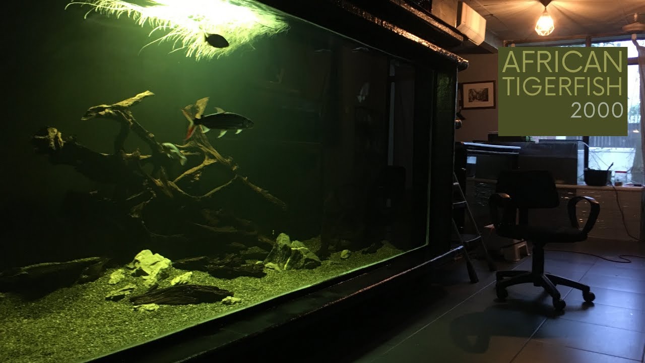 How I MADE my African tiger fish circle the tank like a SHARK | Monster ...