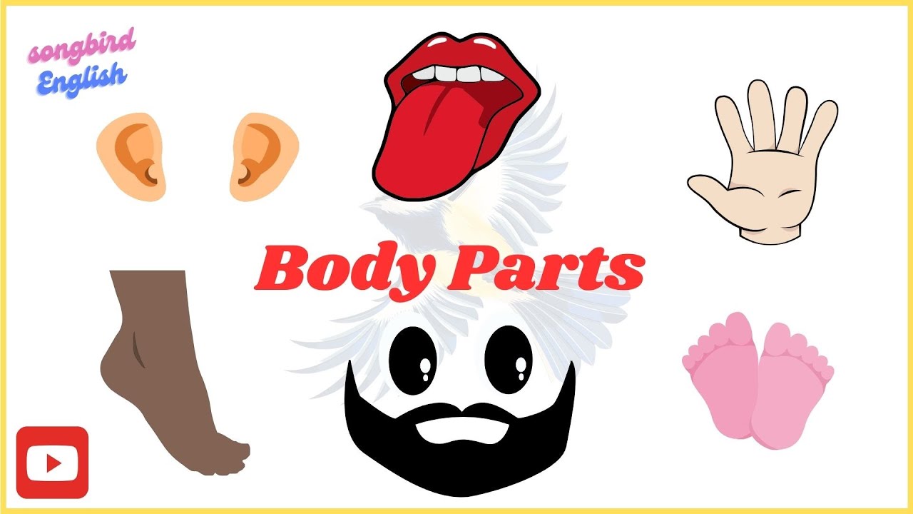 Body Parts Vocabularies (English Conversation Practice) 2023 - YouTube