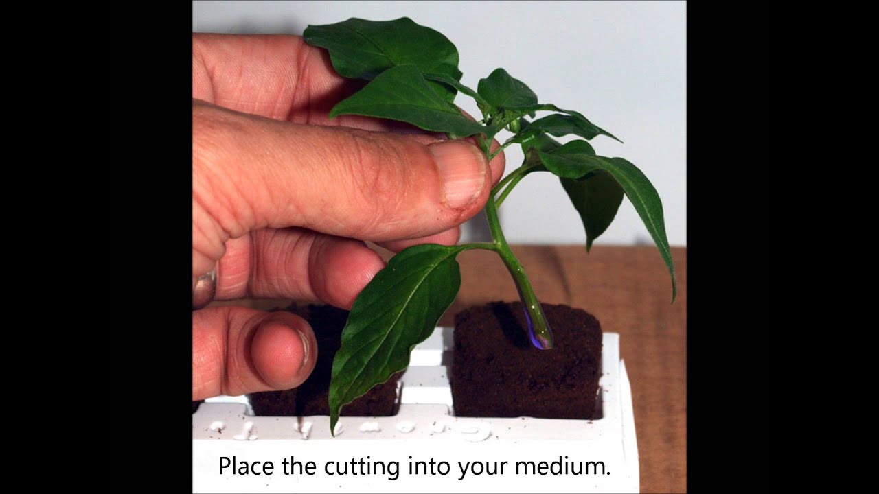 How To Take And Root A Cutting - YouTube
