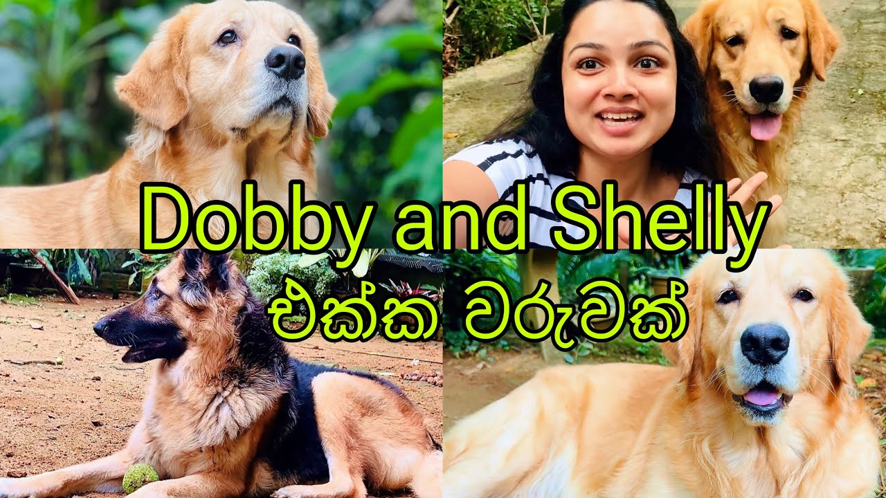 දැන් දෙන්නටම බෝල ගහන්න පුලුවන් 🤭 Dobby and Shelly - YouTube