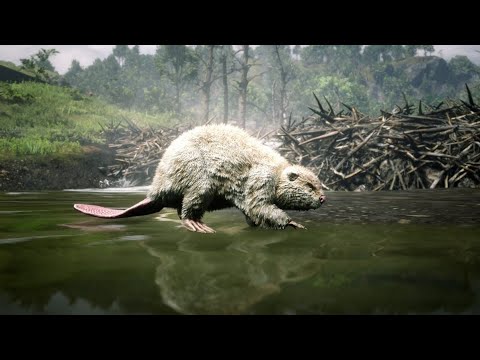 Rdr2 How to Hunt The Legendary White Beaver - YouTube