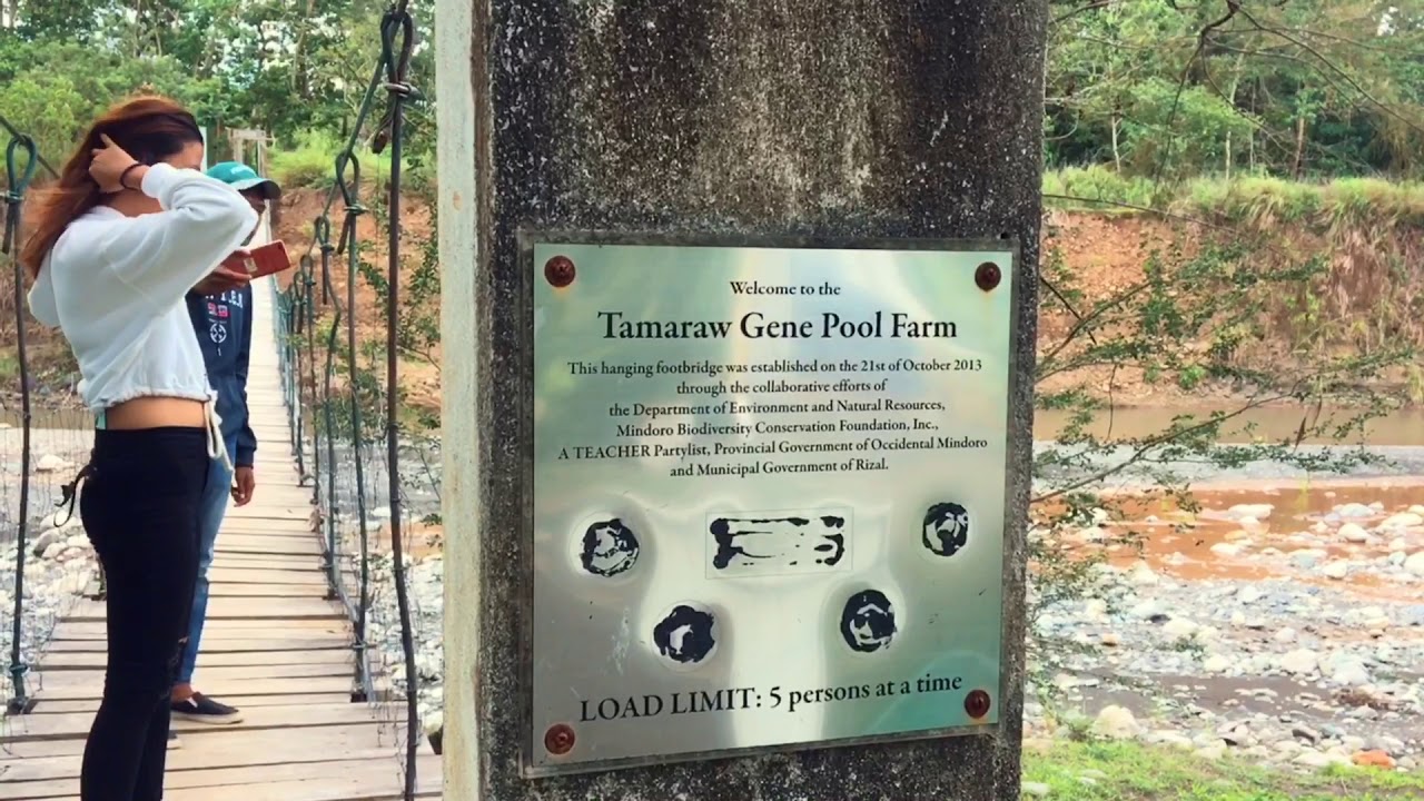 Tamaraw Gene Pool Farm (Occidental Mindoro) - YouTube