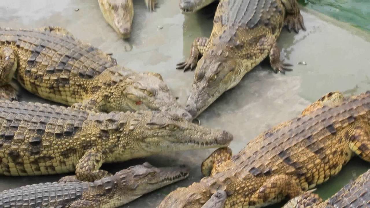 Hora de comer en la Granja de Cocodrilos // Lunchtime at the Crocodile ...