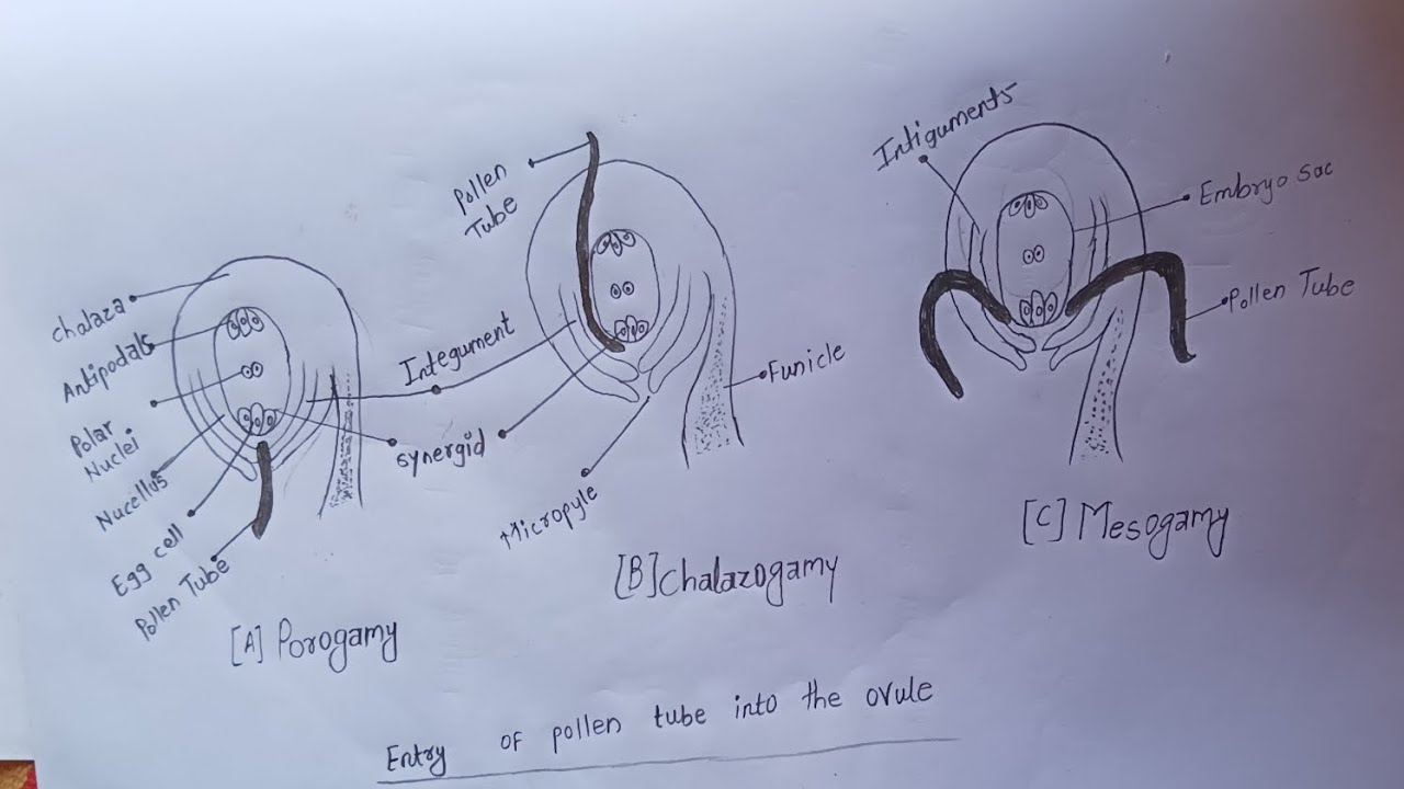 entry of pollen grain into the ovule diagram 12th class biology step by ...