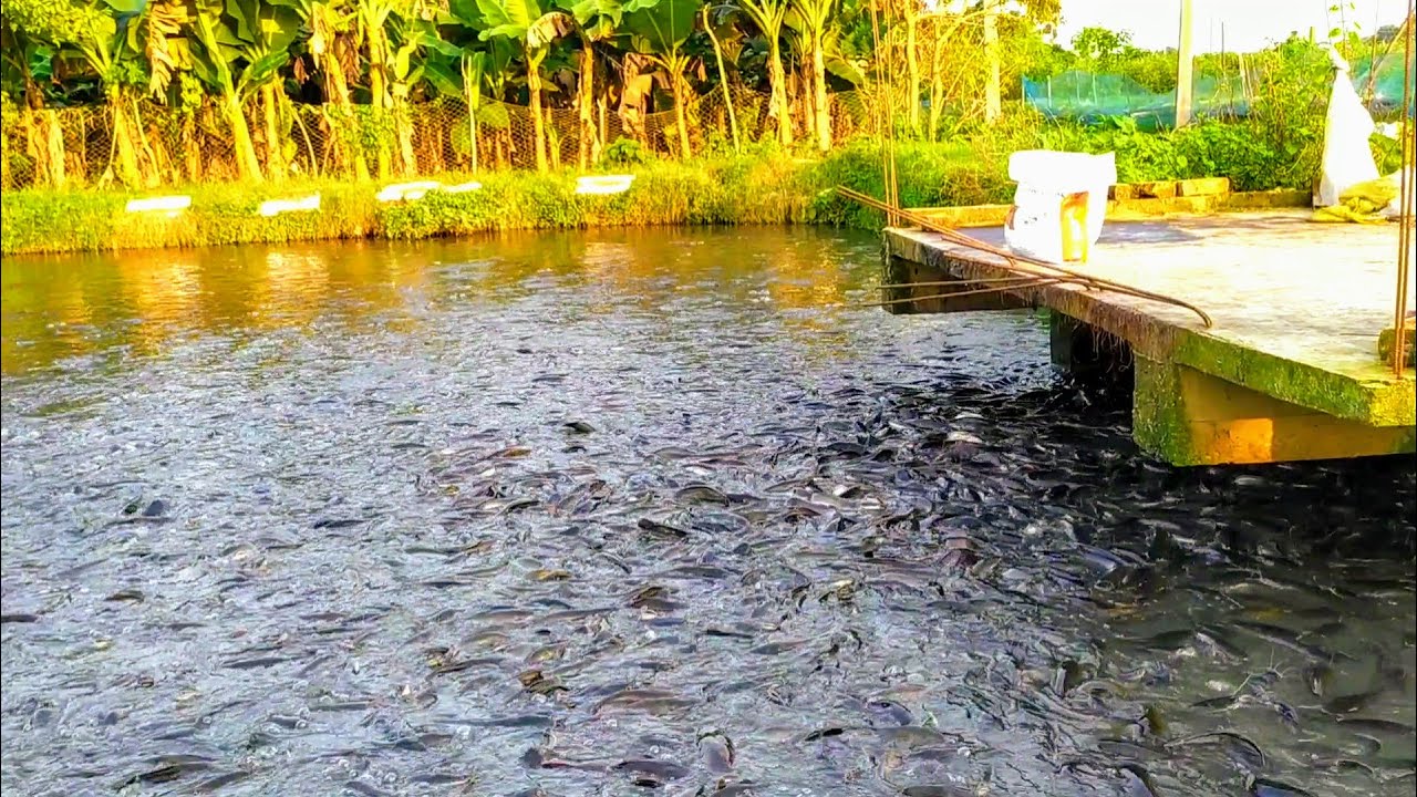 Hybrid magur Fish Farming business in India who - YouTube