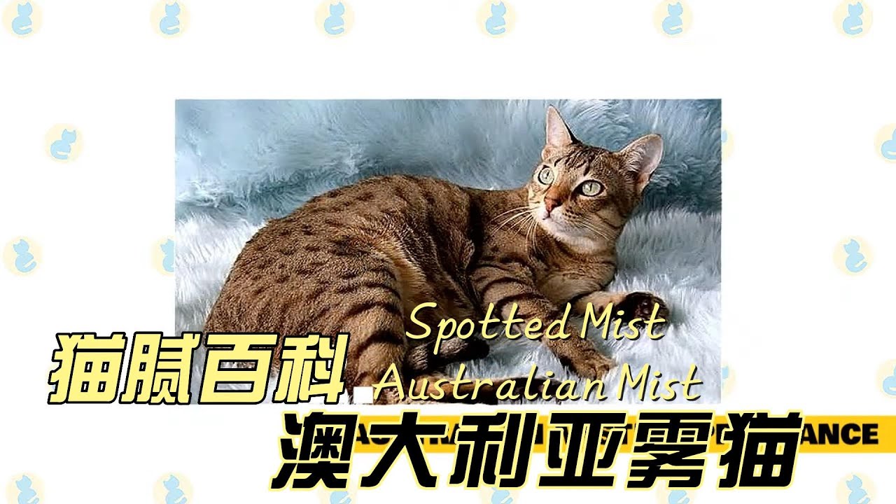 澳大利亚雾猫Spotted Mist、Australian Mist#日常#生活#宠物#猫咪 - YouTube