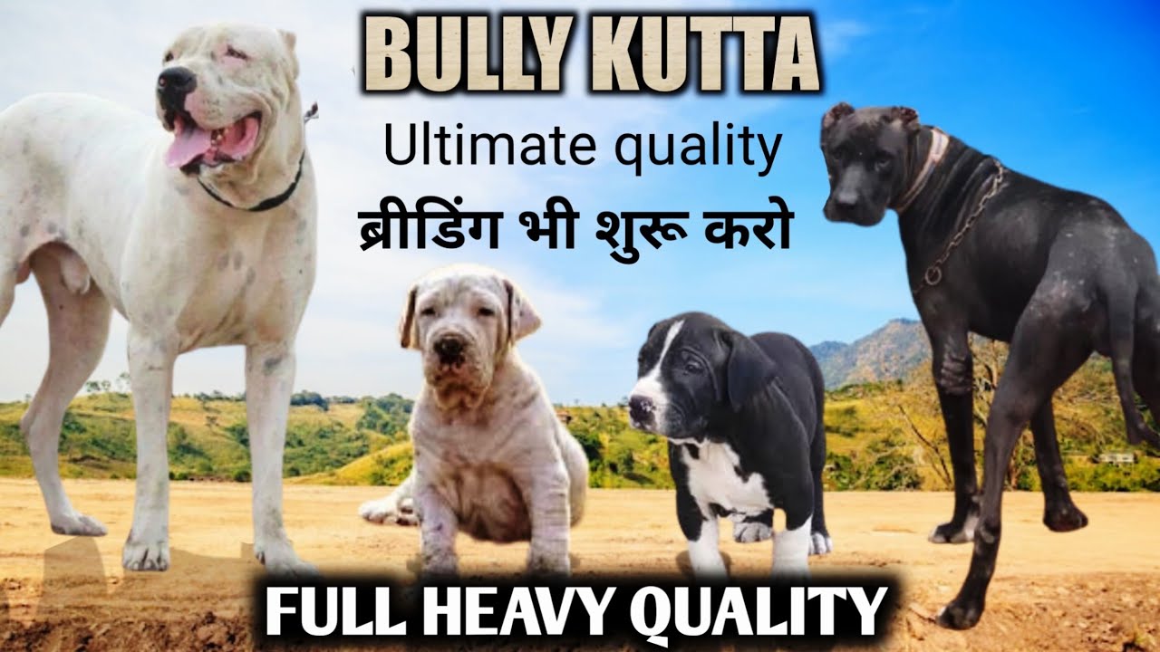 Faadu Quality | Bully kutta puppies from best bloodline | Black bully ...