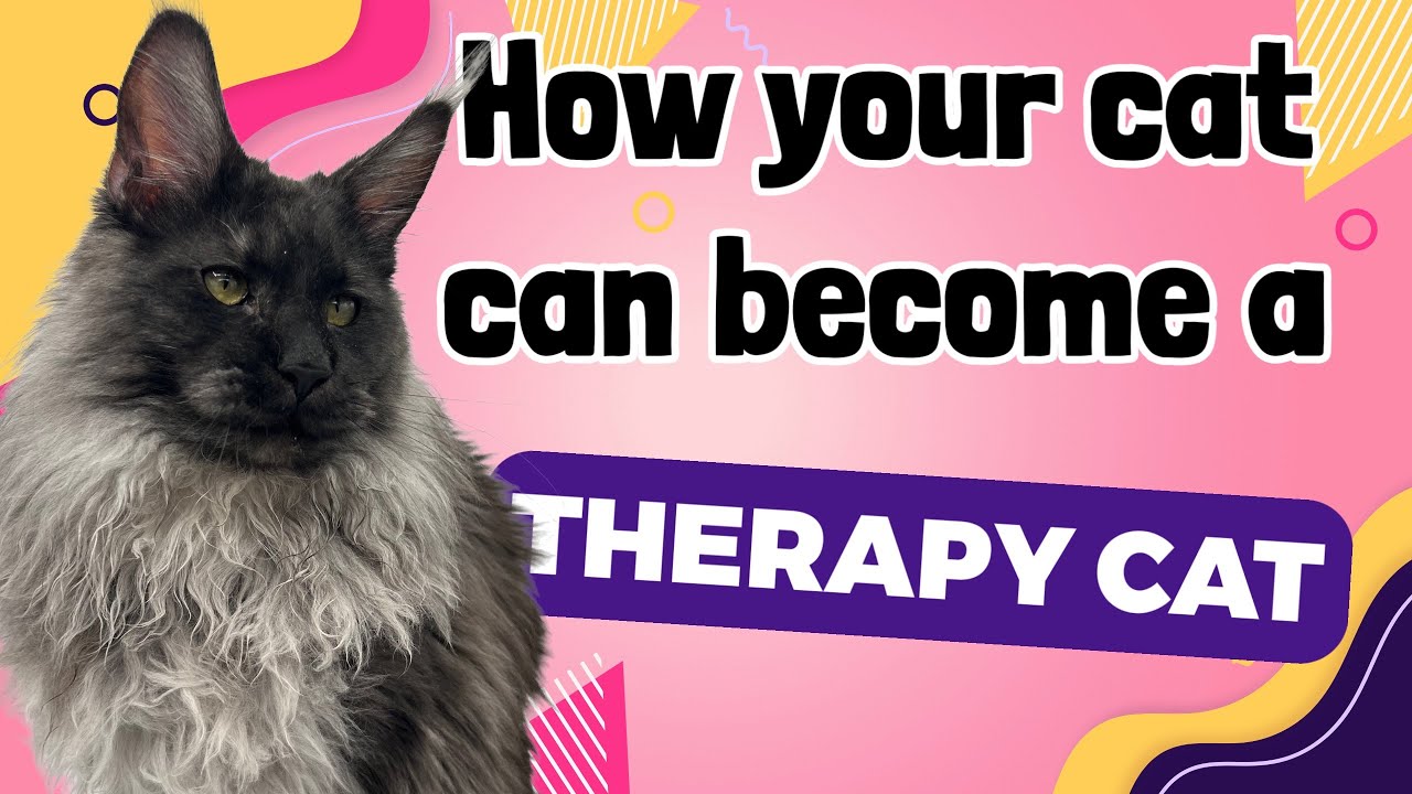How to turn your cat into a certified Therapy cat - YouTube