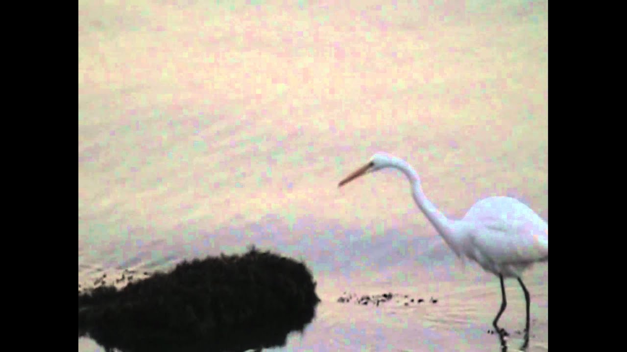 The Last Great Egret of Summer 2010 - YouTube