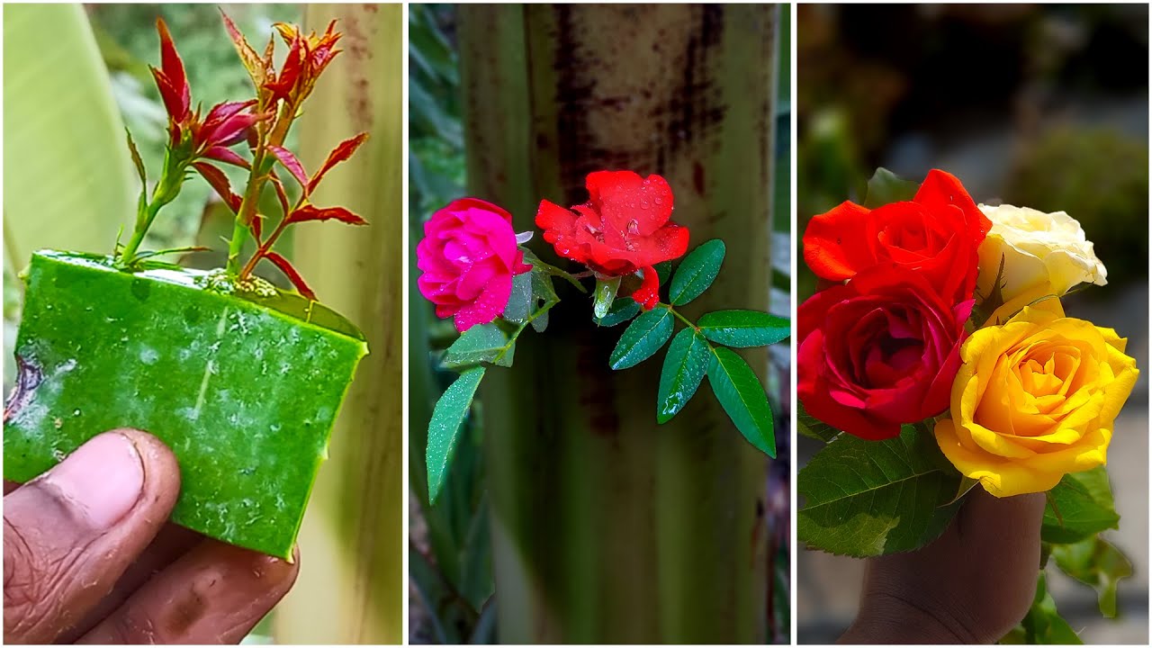 Rose Grafting | Grafting Of Rose Plant in Banana tree | How To Graft On ...