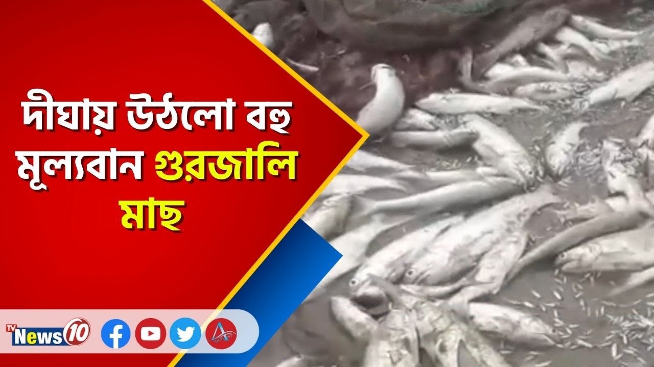 দীঘায় উঠলো বহু মূল্যবান গুরজালি মাছ | gurjali mach | gurjali fish in ...