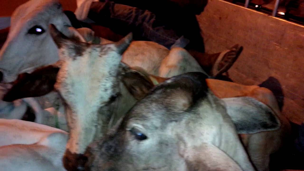 My cattle story adamawa 11 - YouTube