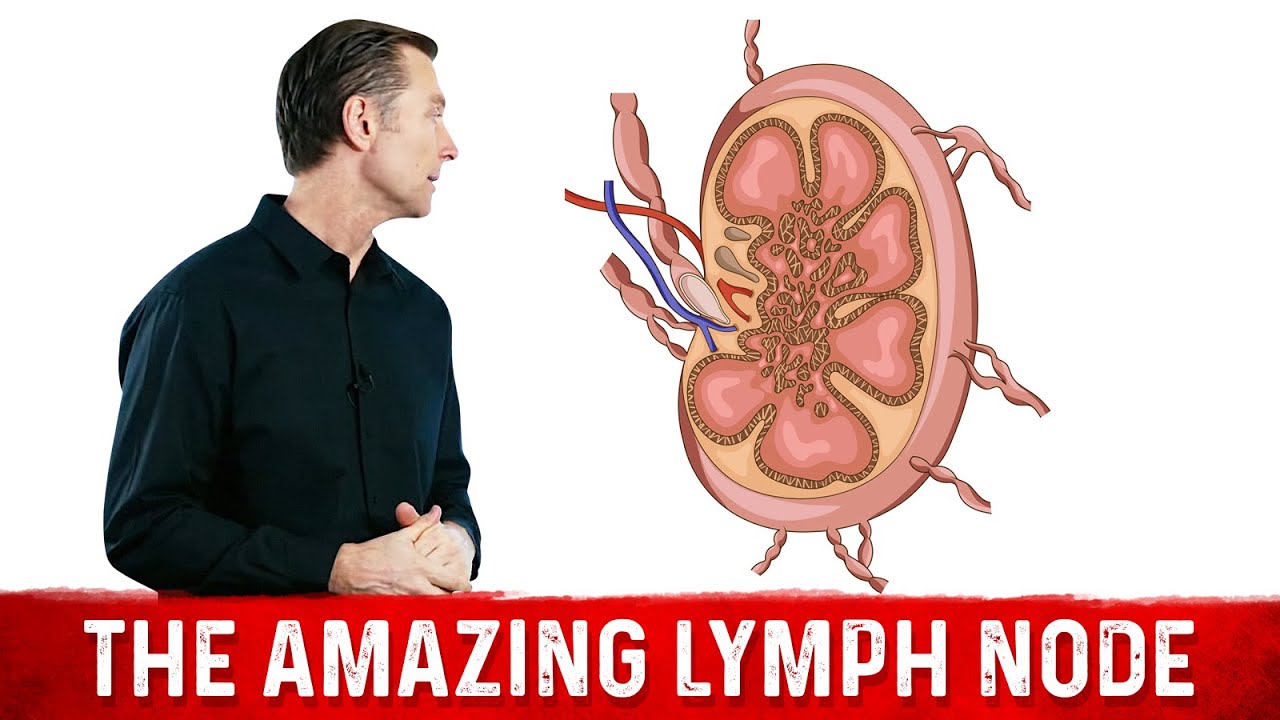 What Is A Lymph Node Youtube