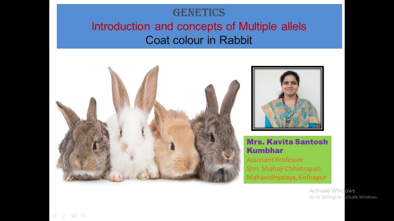 B.Sc. I Multiple Allele , Coat colour in rabbit. - YouTube
