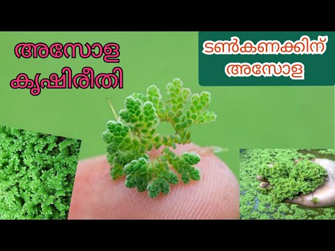 How to cultivate Asola... Step by step cultivation of Asola.. natural feed for cattles...