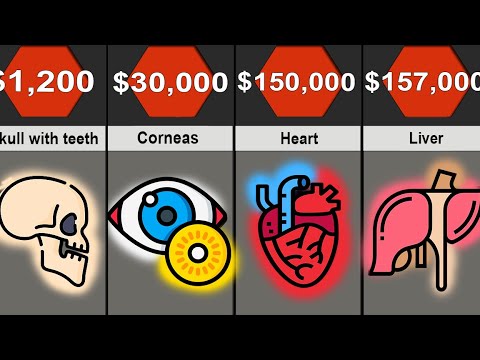 Price Comparison: Human Body Organs - YouTube