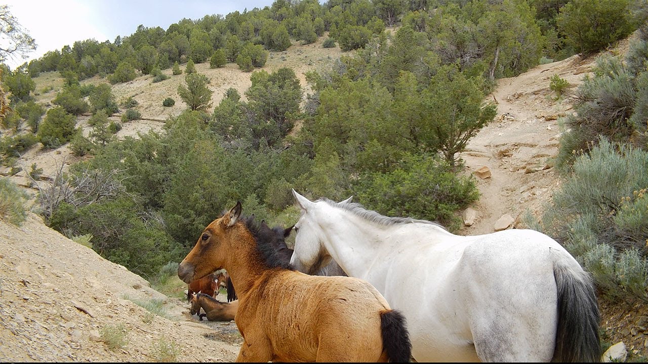 Tessa Takes Charge! Foals vs. Divot’s Bath Time-Divot & Joaquin June 9 ...
